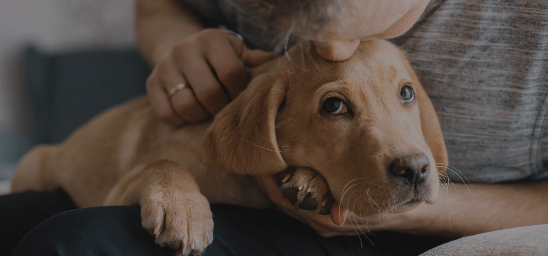 Your Puppy’s First Visit - Northwest Pet Hospital - 89108